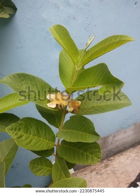 Guava Tree Ready Bear Fruit Stock Photo 2230875445 Shutterstock