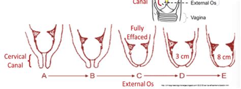 OST 574 Female Repro Lecture 27A Parturition Flashcards Quizlet