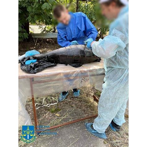 Украинската прокуратура търси и от България данни за мъртви делфини в