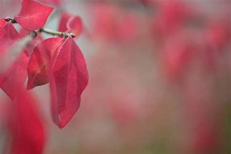 밝은 빨간색 밝은 붉은 잎 가을 잎 Euonymus Alatus Compactus 잎 녹색 잔디의 거짓말에 대한 장식 잎 녹색