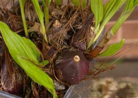 Pleione Pacific Bulb Society