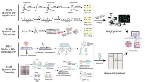 An Overview Of Single Cell Spatial Multi Omics Advancing Biological