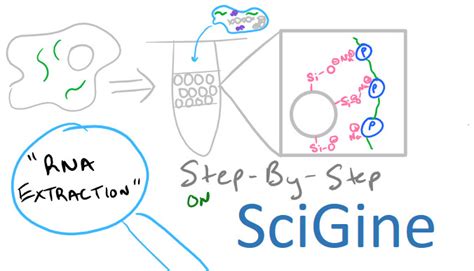 Rna Extraction Isolation And Purification By Scigine