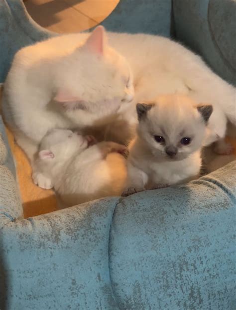 Oc My Sisters Cat Gave Birth Recently Raww