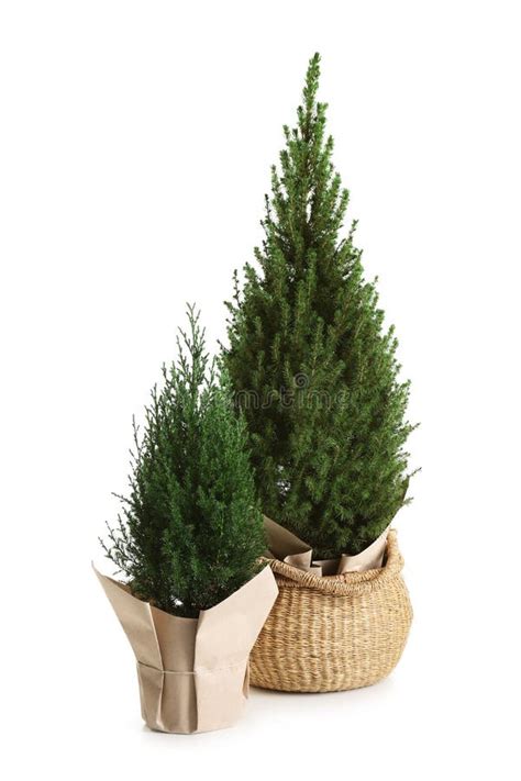 Two Small Spruce Trees Isolated On White Stock Image Image Of Color