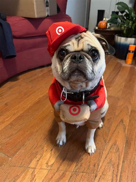 Bub Is Getting Ready For His Part Time Job R Pugs