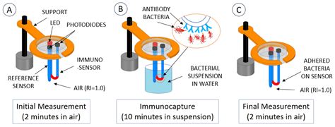 Development Of An Immunocapture Based Polymeric Optical Fiber Sensor