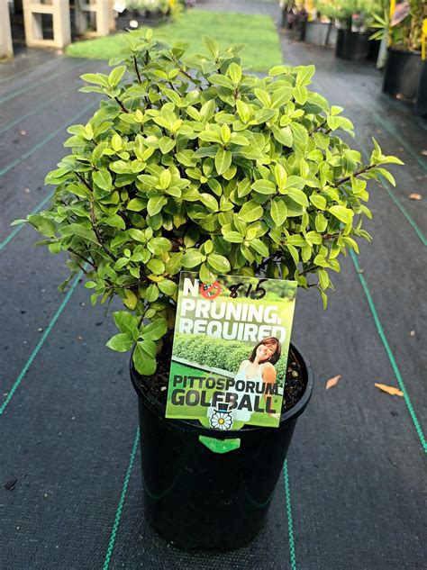 Golf Ball Pittosporum In 140mm Pot Canberra Nursery And Garden Centre