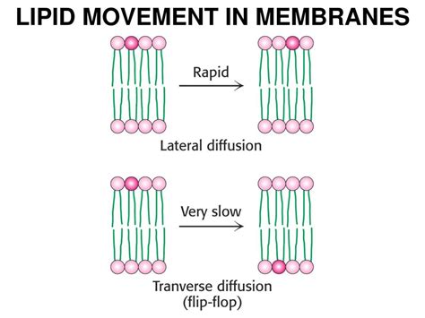 Structure Of Biological Membranes And Ppt Download