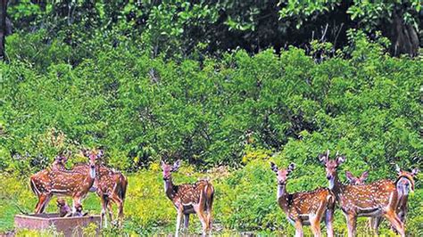 ఫారెస్ట్‌ ప్లస్‌ 2 0లో తెలంగాణ టాప్‌ Namasthe Telangana