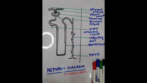 NEPHRON DIAGRAM Structure Easy Way To Draw YouTube