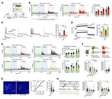 Jci Neuron Oligodendrocyte Potassium Shuttling At Nodes Of Ranvier