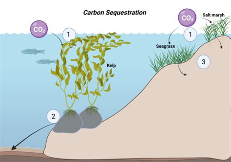 Best Plants For Carbon Sequestration Varstickers
