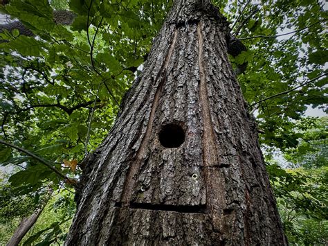 Bat Roost Creation Bats Research And Training