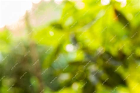 Premium Photo | Abstract bokeh and blurred green nature background