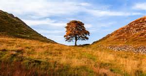 Some Jerk Just Chopped Down Iconic Sycamore Gap Tree Huffpost Latest News