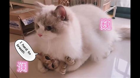 巍澜猫的甜蜜日常kitten Cat Youtube