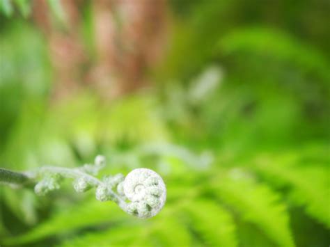 Free Images Leaves Nature Green Water Vegetation Leaf Macro