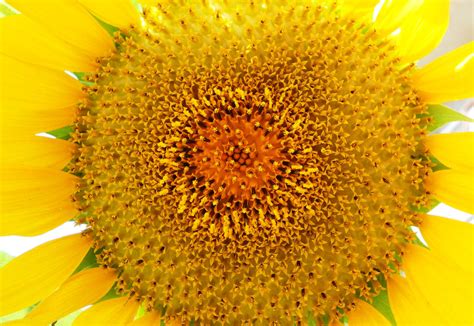 Inside A Sunflower By Bradipixel On Deviantart