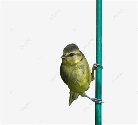 Tit Azul Incipiente En La Barra De La Temporada De Alimentación Aviar