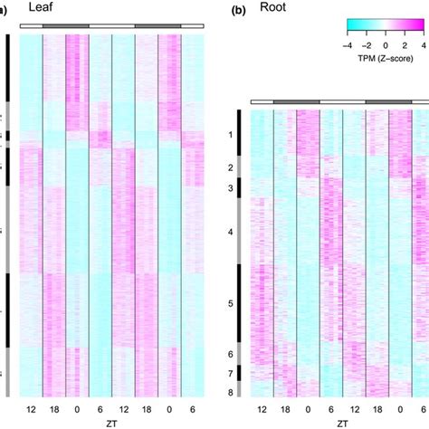 Phase Sorted Heatmap Showing Diurnally Oscillating Gene Expressions In