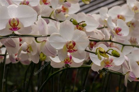 Orquídeas polilla blanca Phalaenopsis amabilis comúnmente conocida