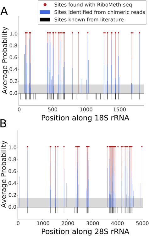 High Throughput Identification Of Cd Box Snorna Targets With Clip And Ribometh Seq Pmc