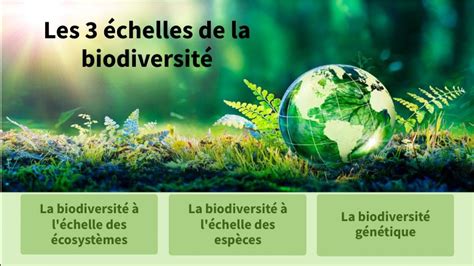 Les 3 échelles De La Biodiversité