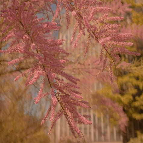 The Tamarisk Tree Sweet Monday