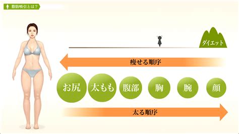 【医師監修】～脂肪吸引：体脂肪の特性～ 東京美容外科