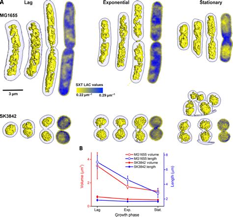 Nucleoid Condensation Upon Hub And Ectopic Hua Expression A Sxt