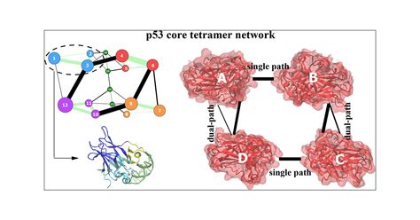 Deciphering Internal Regulatory Patterns Within The P53 Core Tetramer Insights From Community