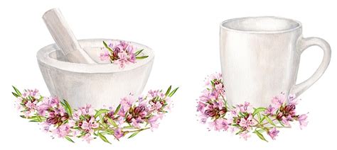 허브와 백리향 꽃을 자르기위한 흰색 박격포 세라믹 머그잔 수채화 그림입니다 허브 티 강장제의 준비 약초 실험실 또는 라벨 디자인의 개념 그릇에 대한 스톡 벡터 아트 및 기타