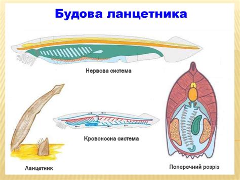 Хордові Підтип покривники безчерепні Online Presentation