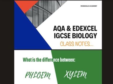 Xylem And Phloem Biology Aqa Edexcel Class Notes Gcse Igcse Concise Revision Notes