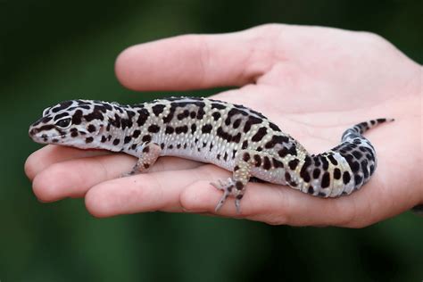 Leopard Geckos - More Reptiles