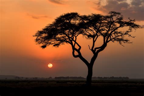 Free Images Tree Nature Horizon Branch Cloud Sun Sunrise