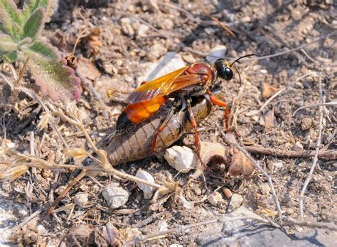 Great Golden Digger Sphex Ichneumoneus A Wasp Paralyzes A