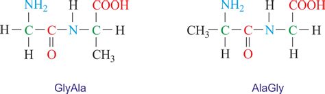 Structure Of Dipeptide