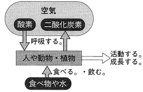 【理科のコツ】呼吸と肺のしくみ 中学受験 理科の個別指導 受験理科専門塾「しゅん吉クエスト」