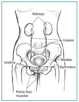 Urodynamic Testing NIDDK