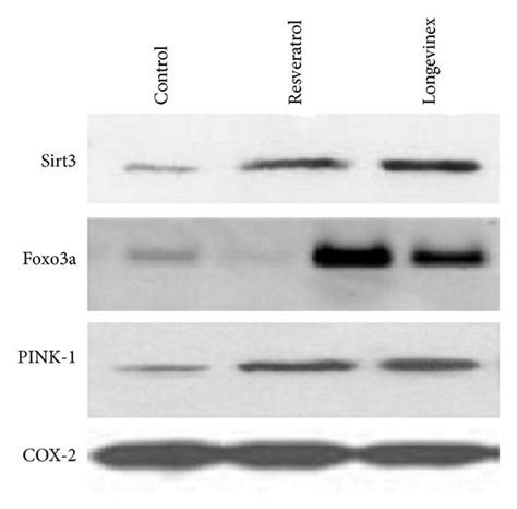 Western Blot Analysis Of Sirt3 Foxo3a And Pink 19 A And Sirt1 And