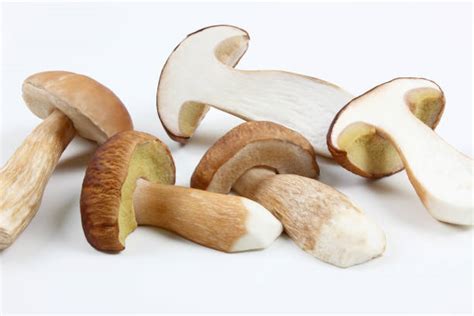 63300개 이상의 Boletus 스톡 사진 그림 및 Royalty Free 이미지 Istock