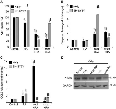 Regulation And Function Of Ccl2 And N Myc In Retinoic Acid Treated