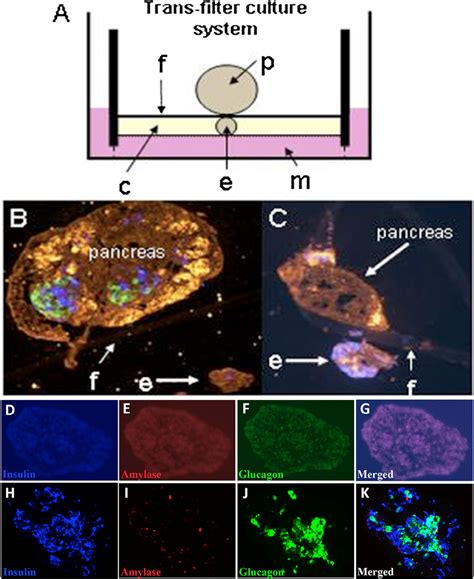 Coelomic Epithelium Prevents Morphogen Diffusion A Schematic