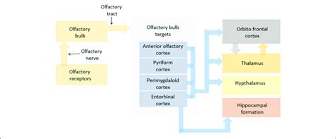 Olfactory Pathway Diagram