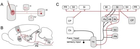A Schematic Diagram Showing The Principles Of Anterograde Axonal