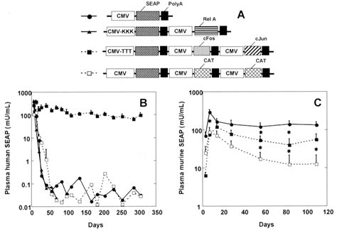 A Diagram Of The Plasmid Vectors Used In The In Vivo Experiment Cmv Download Scientific