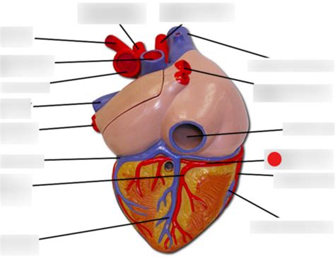 Lab Exam 1 Arteries Veins Flashcards Quizlet