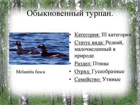 Краснокнижные птицы Югры презентация онлайн